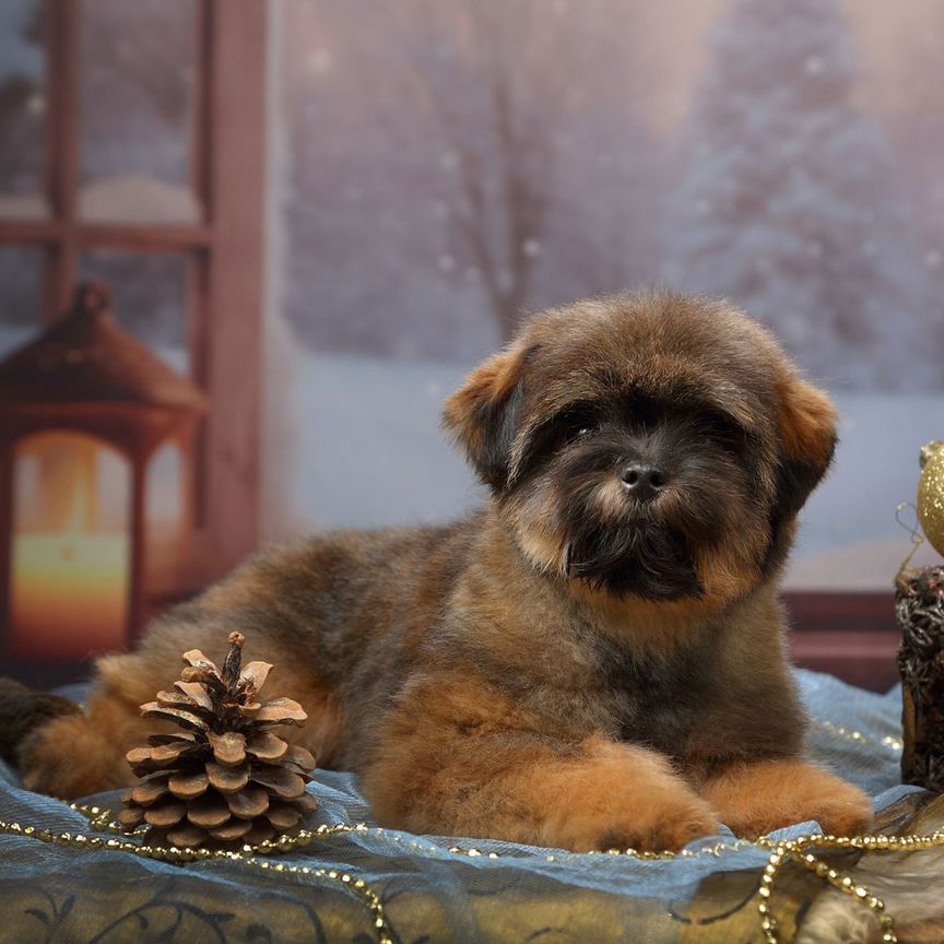 Мальтипу, щенок