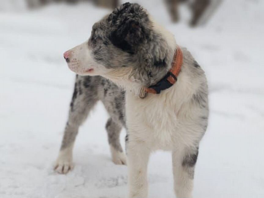 Щенок бордер колли