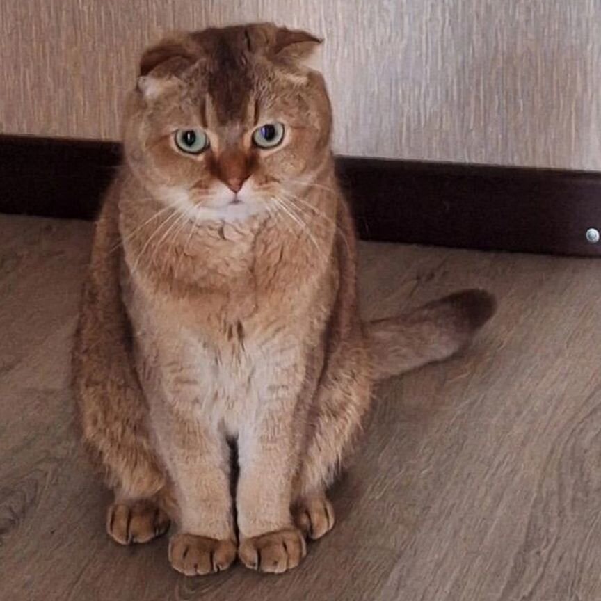 Взрослый кот в добрые руки
