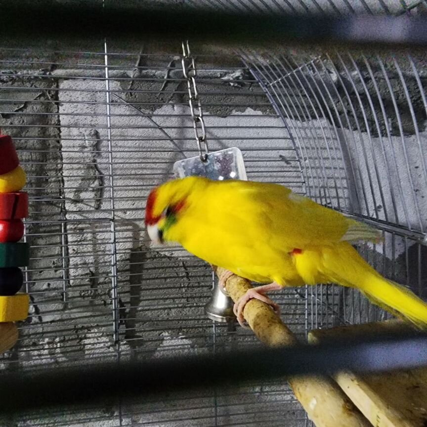 Попугай какарик ручной