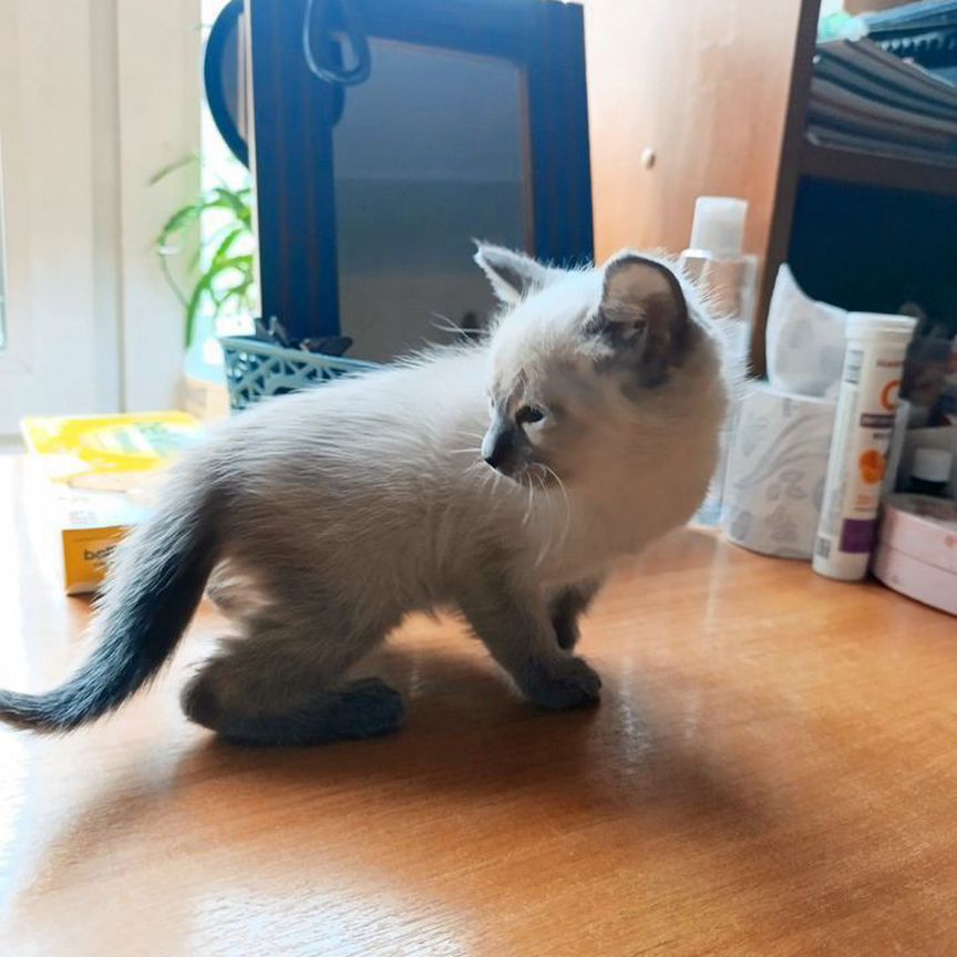 Тайский Голубой котёнок