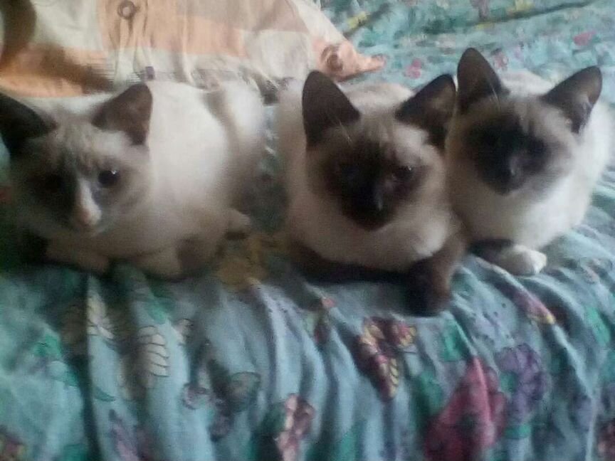 Котята 4мес