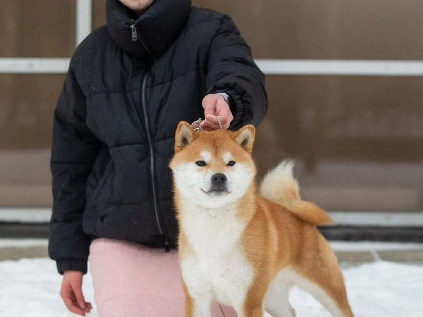 Сиба ину вязка