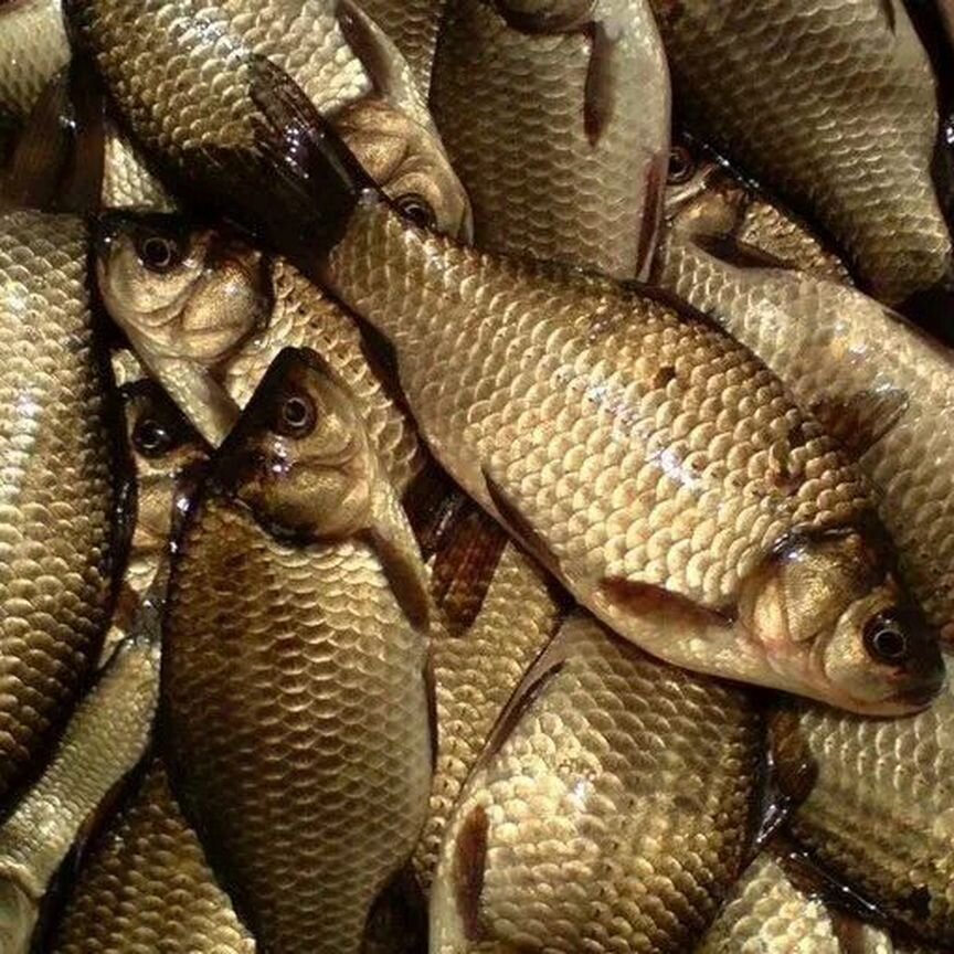 Рыба карась, Свежий