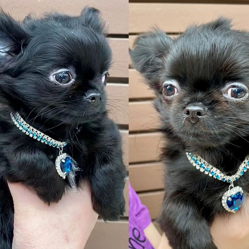 Чихуахуа, щенок