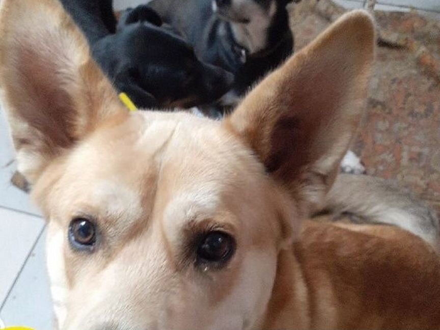 Джек - охранник и друг, отдам