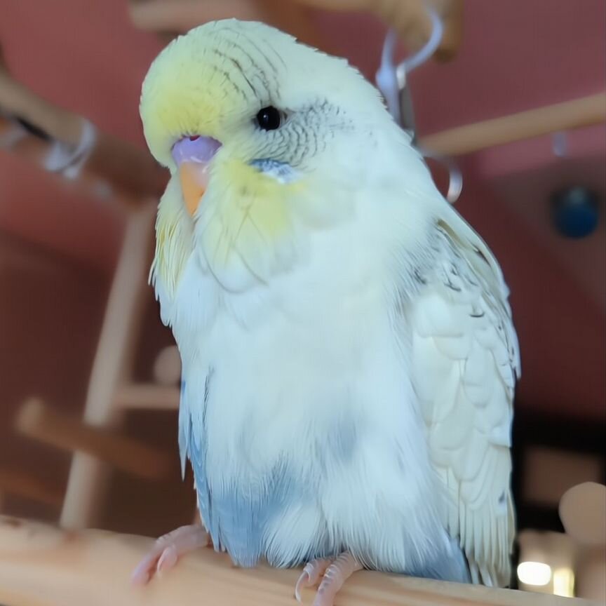 Птенцы ввп Чехи