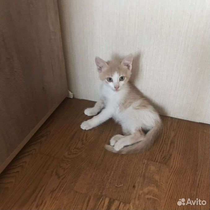 Котенок. Мальчик. Рыженький. В добрые руки