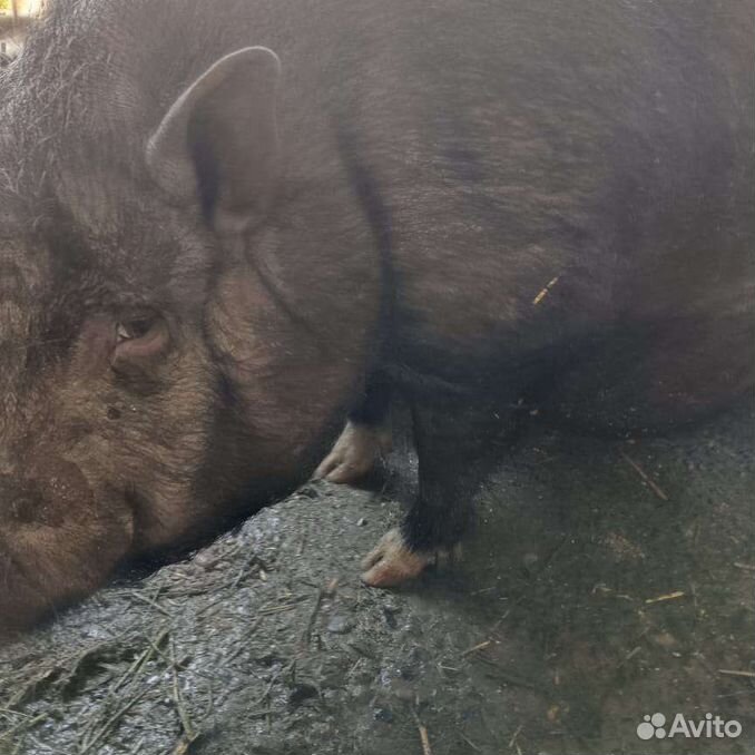 Вьетнамский вислобрюхий хряк