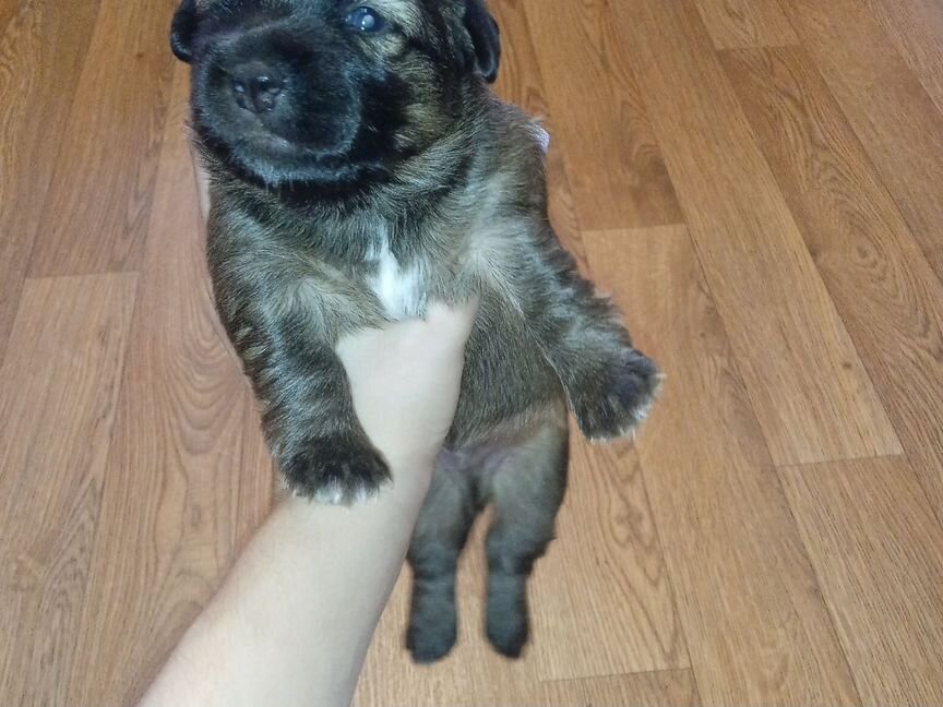 Собака
