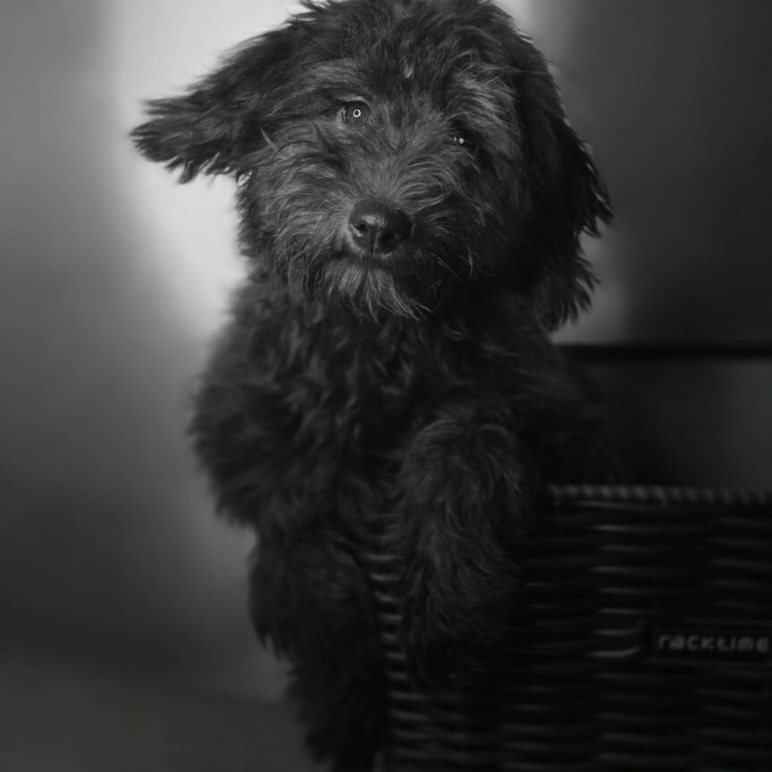 Goldendoodle (голдендудль)