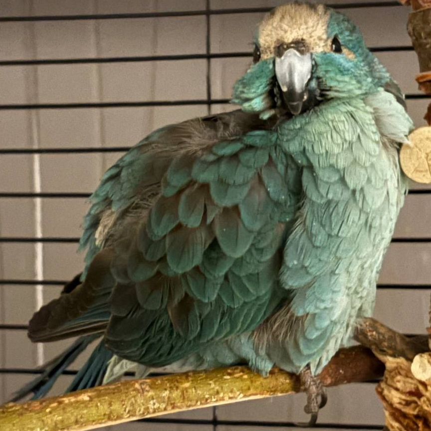 Попугай какарик выкормыш