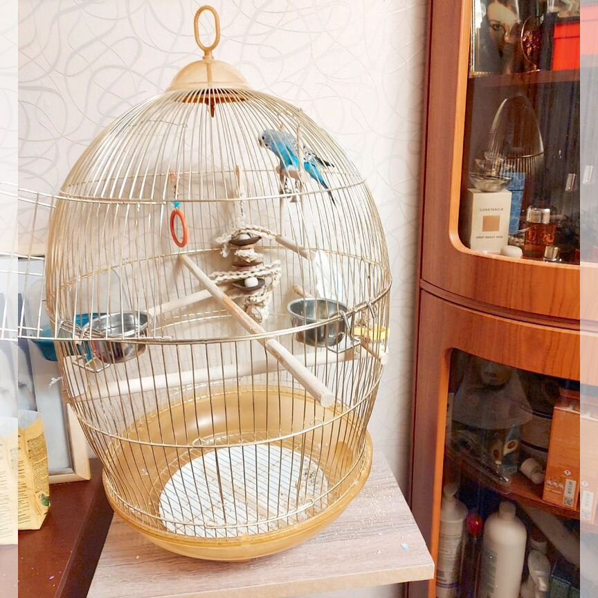 Волнистый попугай 7-8 месяцев