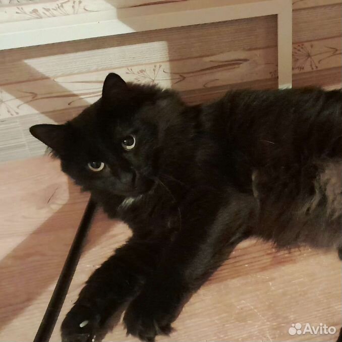 Ласковый чёрный котик с белой манишкой