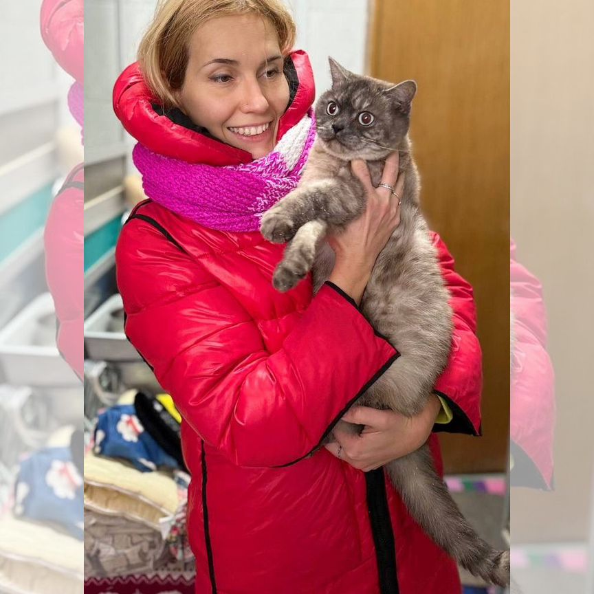 Британский короткошёрстный, взрослый кот