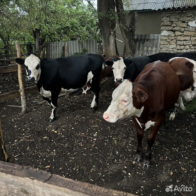 Телки герефорды