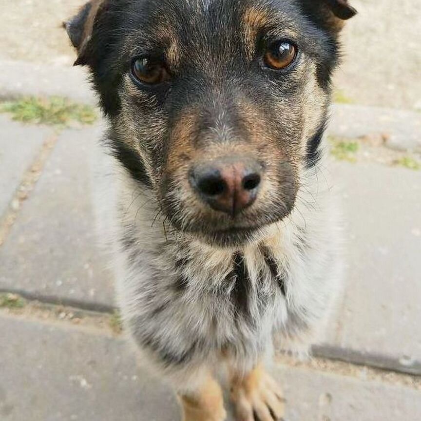 Щенок в добрые руки