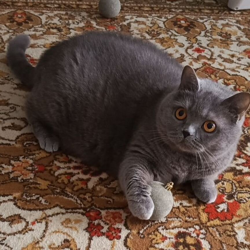 Британская длинношёрстная, взрослая кошка