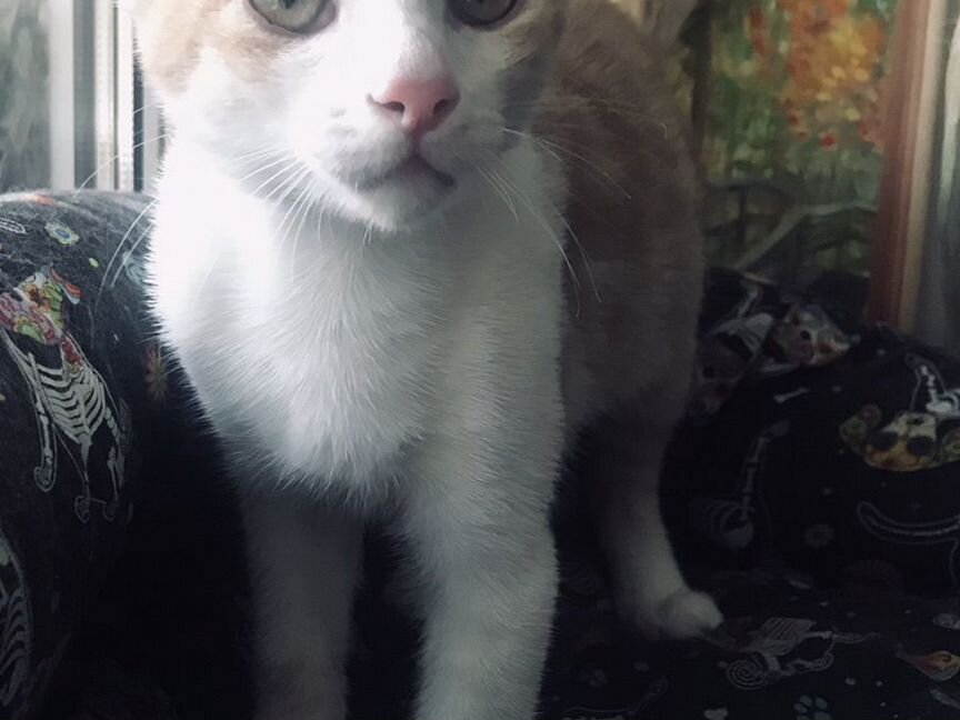 Котенок-мальчик ласковый урчун