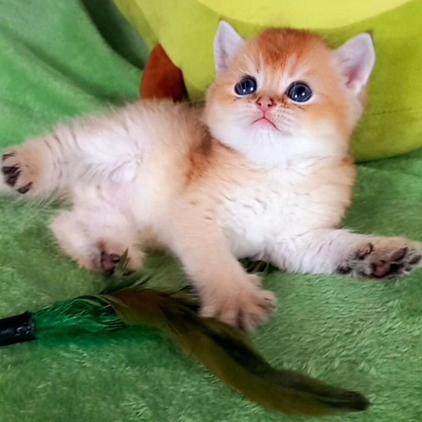 Шотландский прямоухий короткошёрстный котёнок