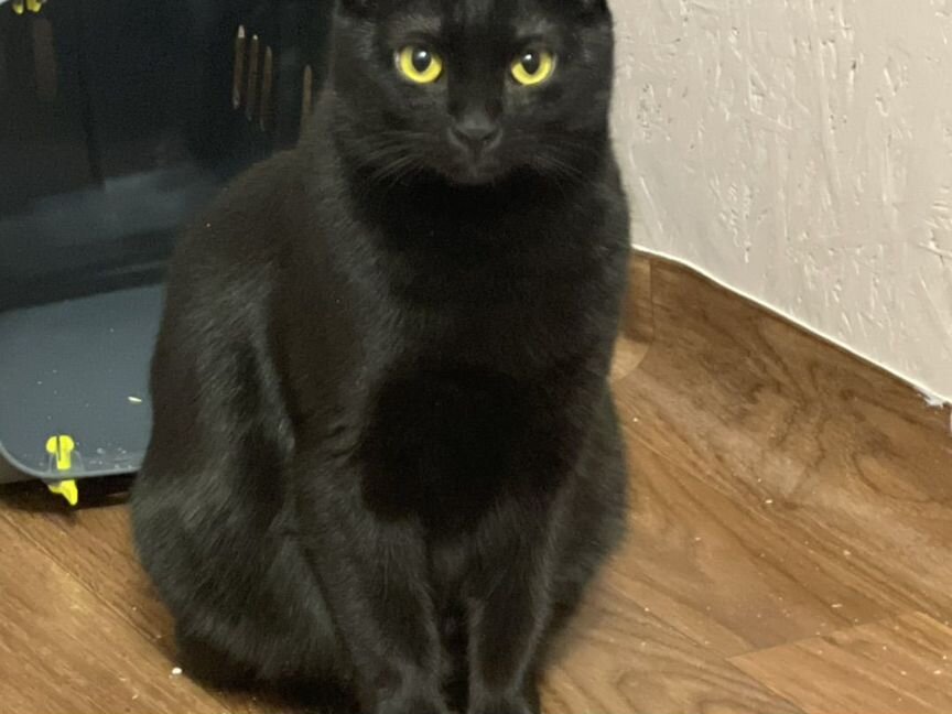 Бомбейская кошка ищет дом