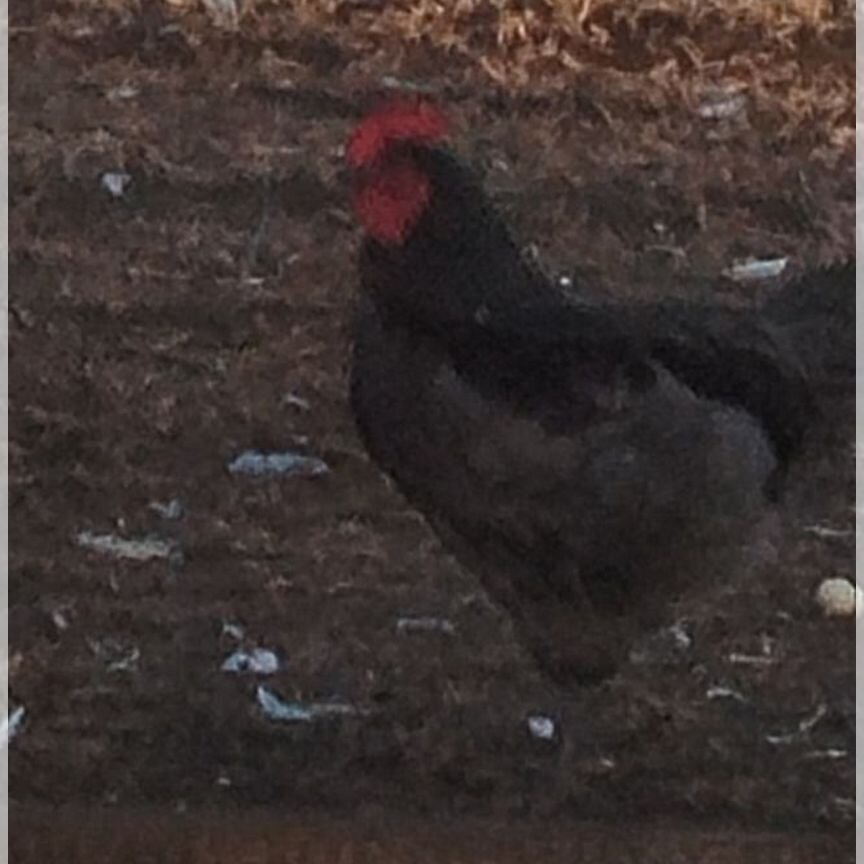 Продам петуха породы джерсий гигант