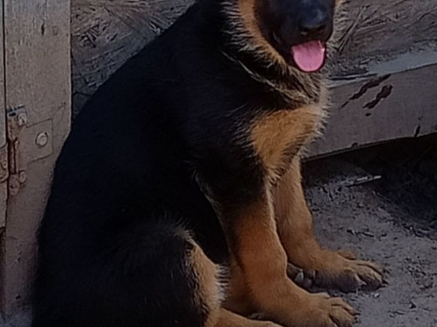 Продажа щенки немецкой овчарки