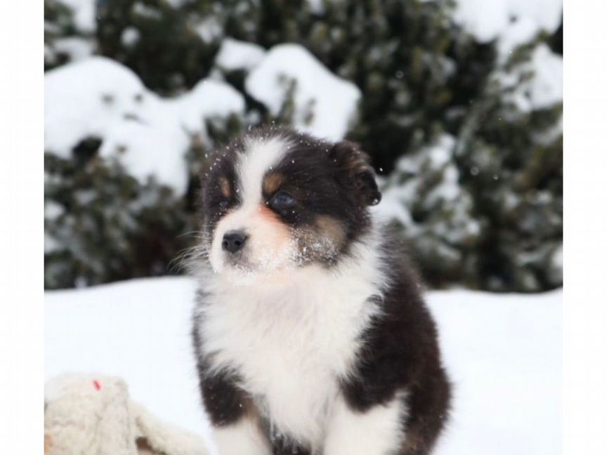 Аусси мальчики и девочки