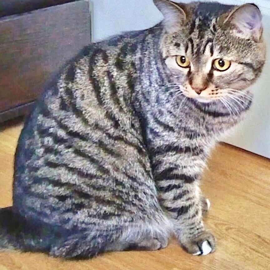 Европейский короткошёрстный, взрослый кот