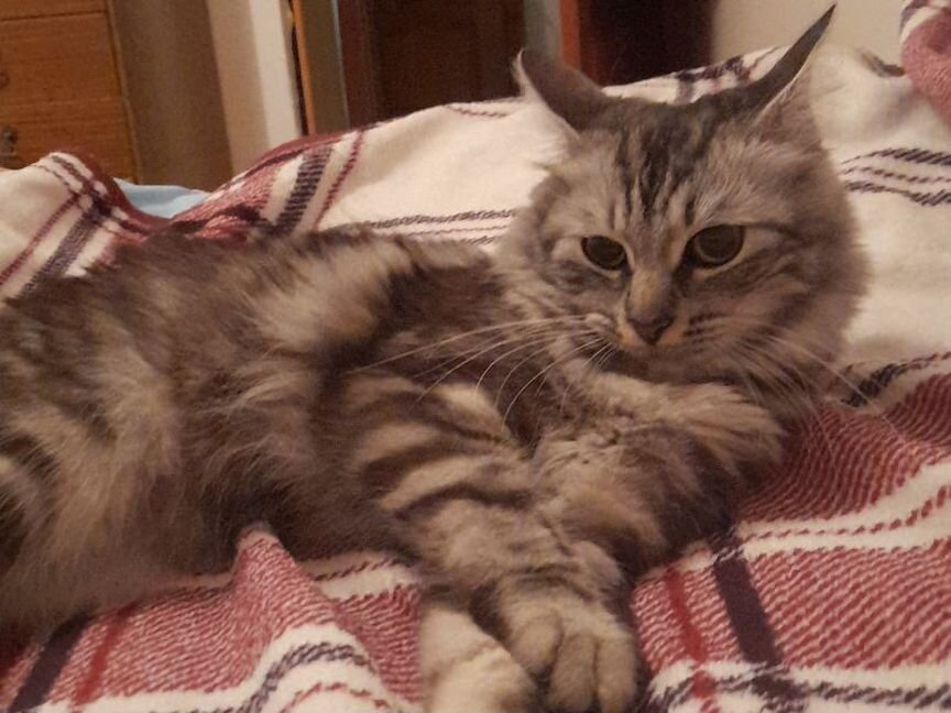 Кошка