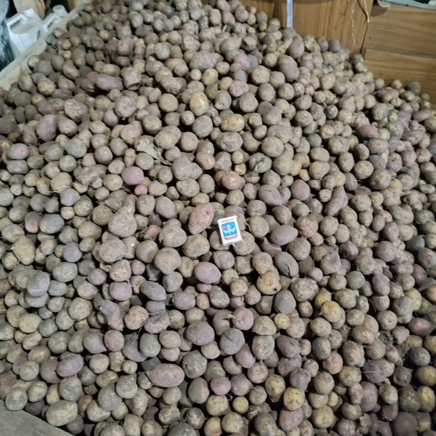Продам картофель на корм скоту