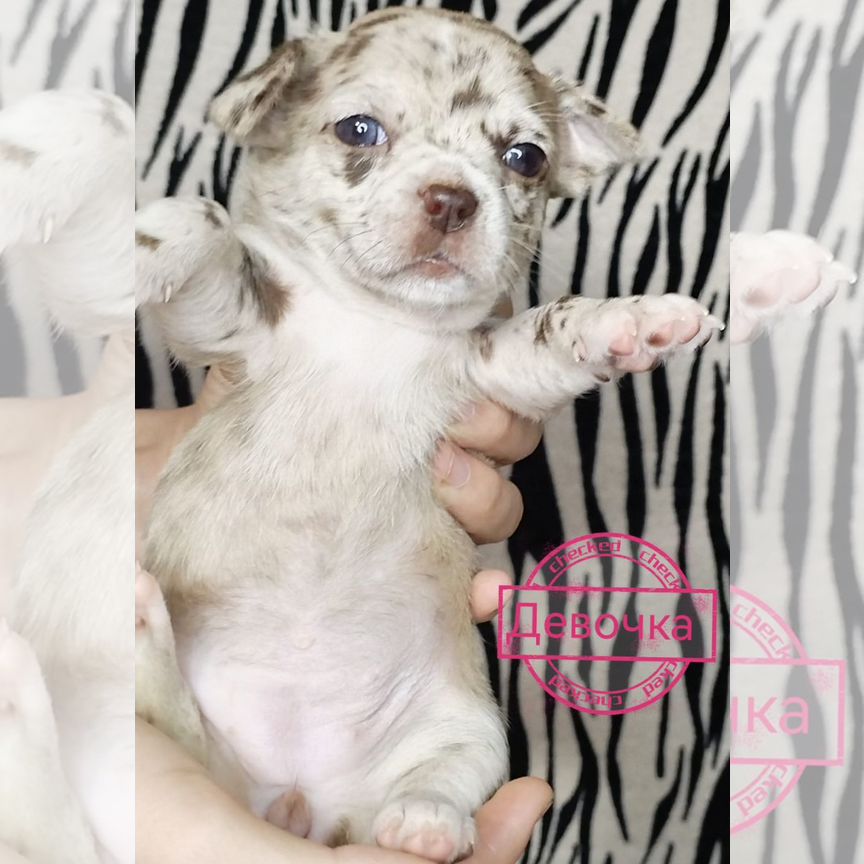 Щенки чехуа хуа