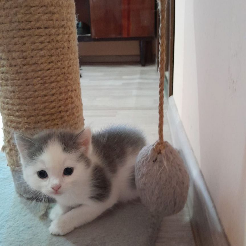 Сибирская кошечка