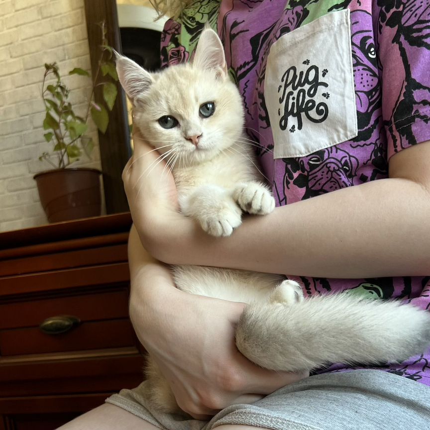 Породистый котик голубое золото ay12