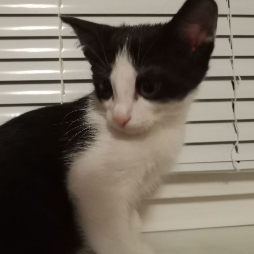 Котёнок от частного владельца