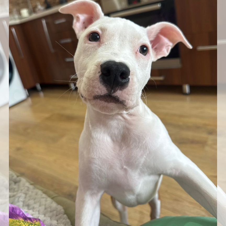 Американский стаффордширский терьер, щенок