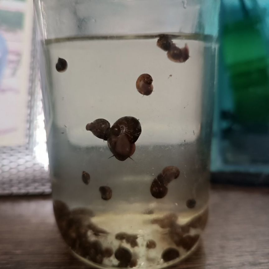 Улитки аквариумные бесплатно