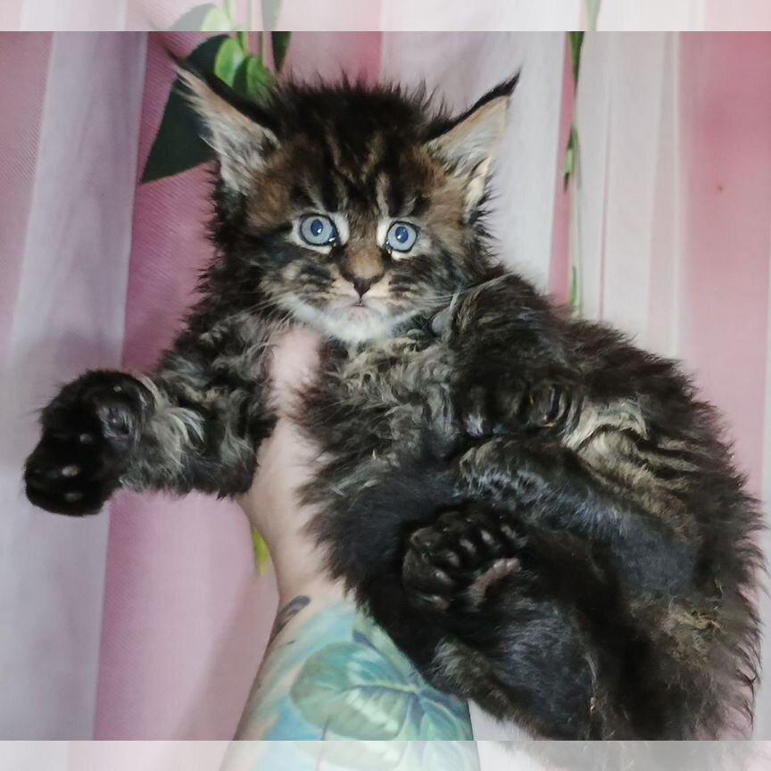 Мейн-кун котёнок