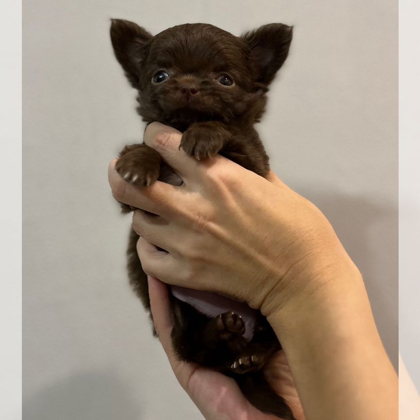 Щенок чихуахуа длинношерстная мини