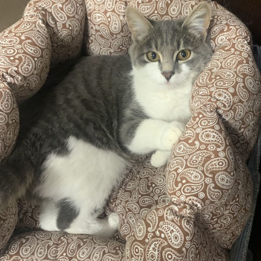 Взрослый кот в добрые руки