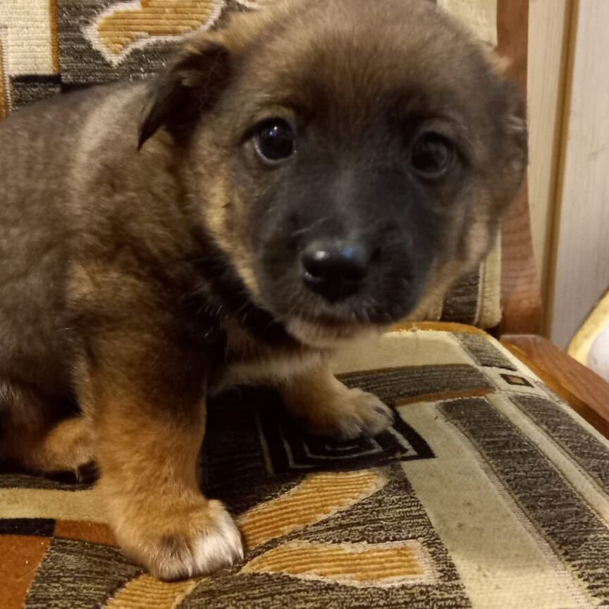 Домашние животные собаки маленькие