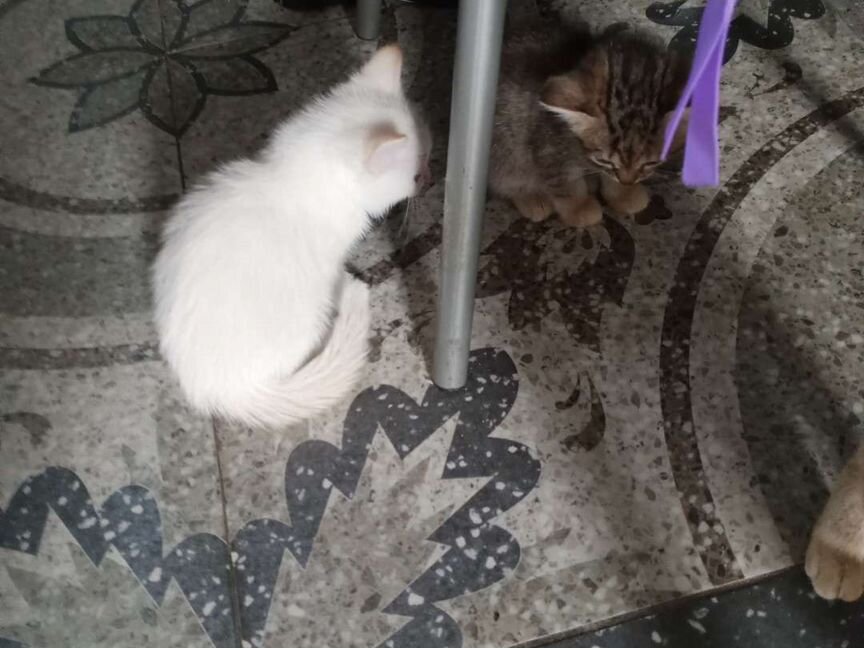 Кошка в дар бесплатно