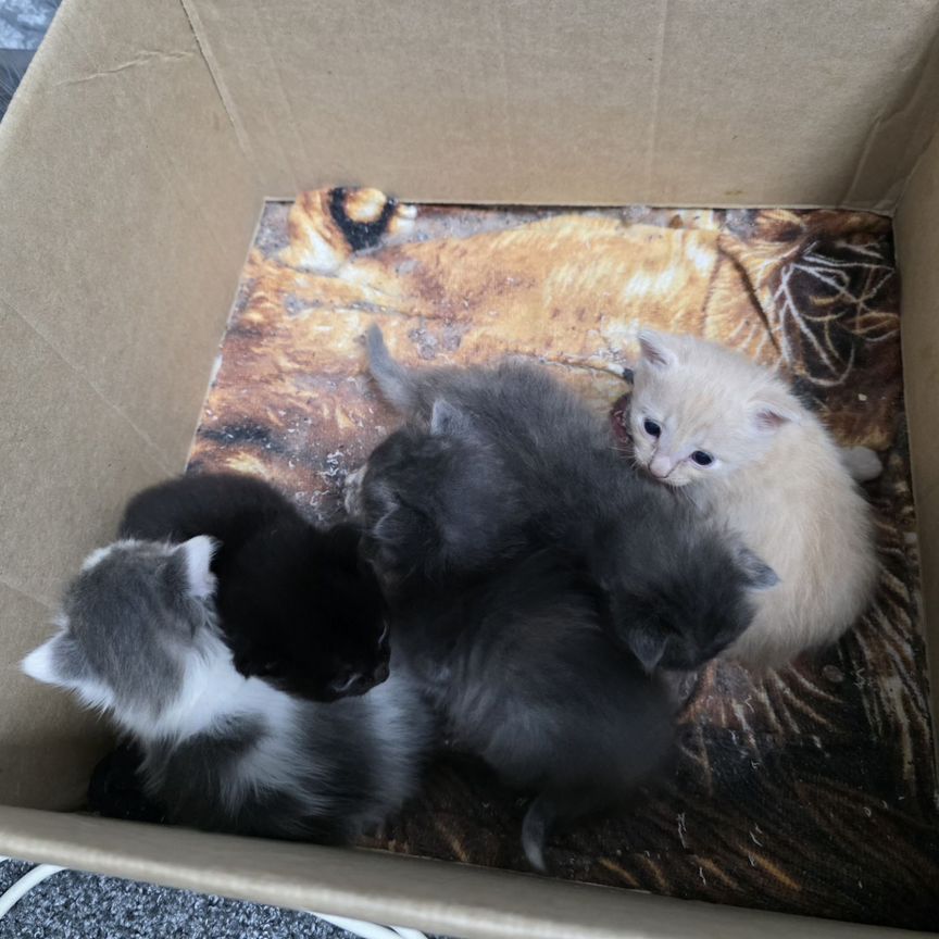 Котята в добрые руки
