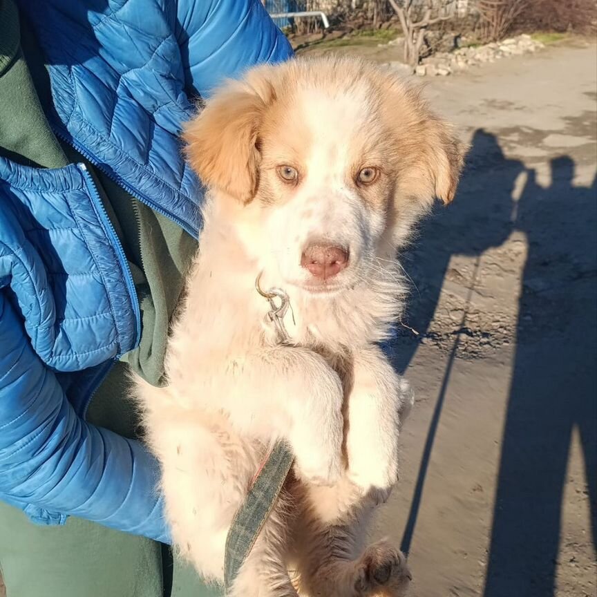 Щенок пушишка