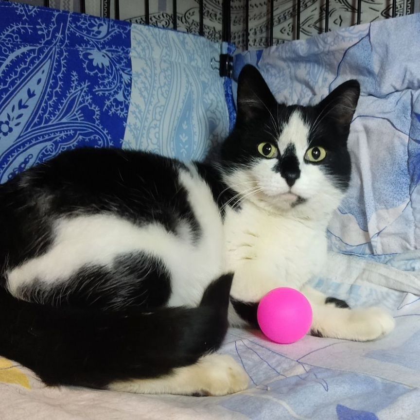 Кошки в добрые руки