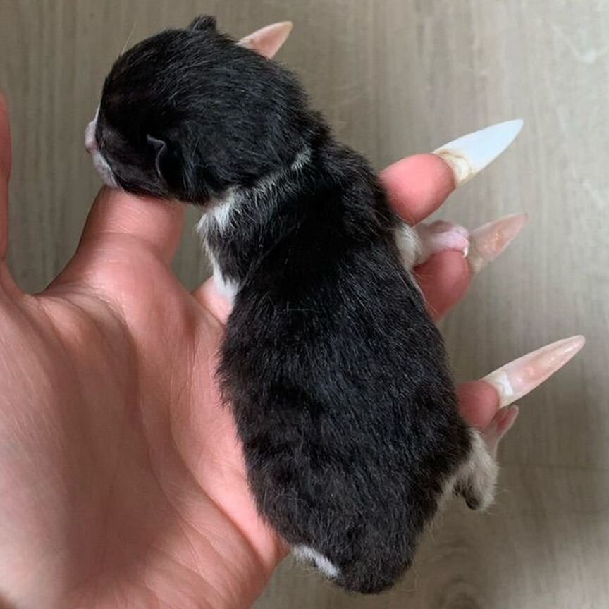 Котята от кошки мышеловки