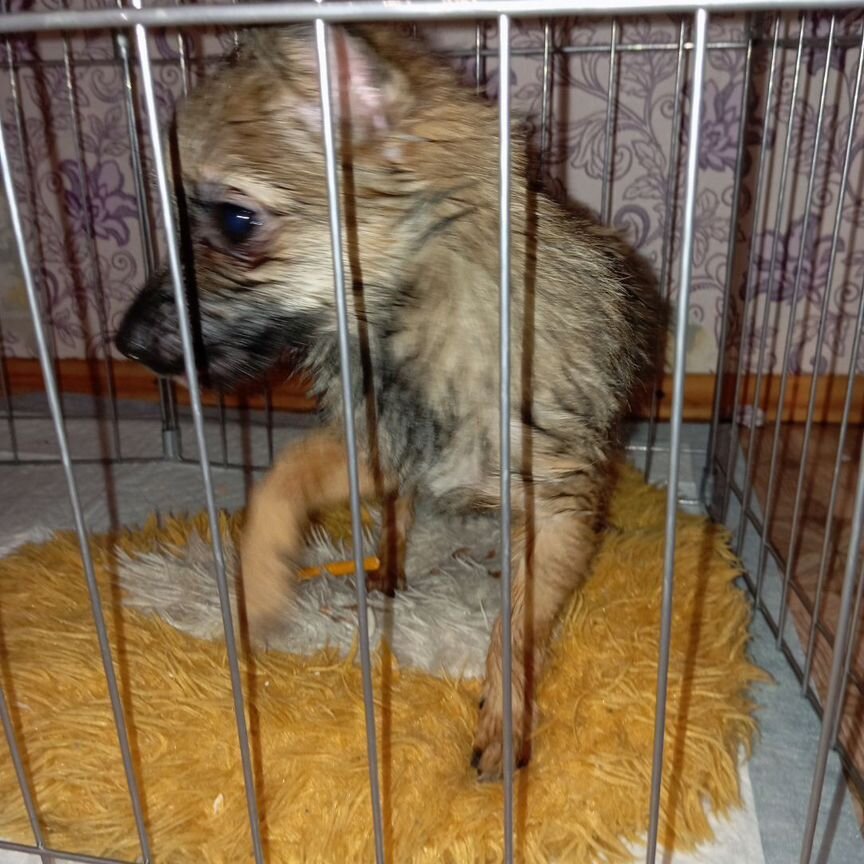 Отдам собаку вольер,игрушка,пеленки шампунь