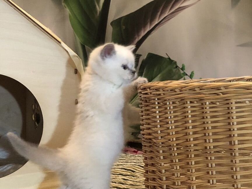 Котята с документами шотландской породы блю пойнт