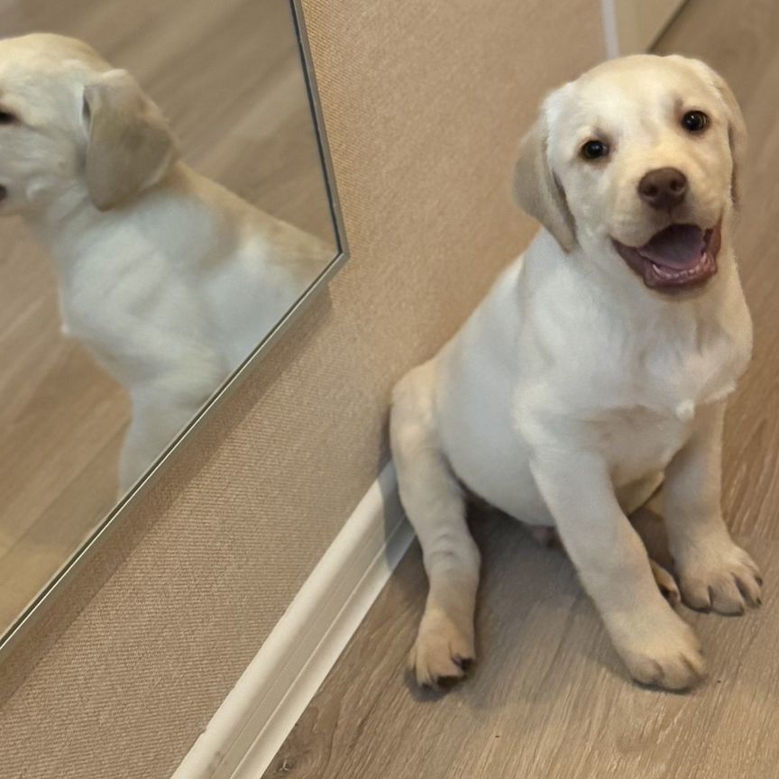 Лабрадор-ретривер, щенок