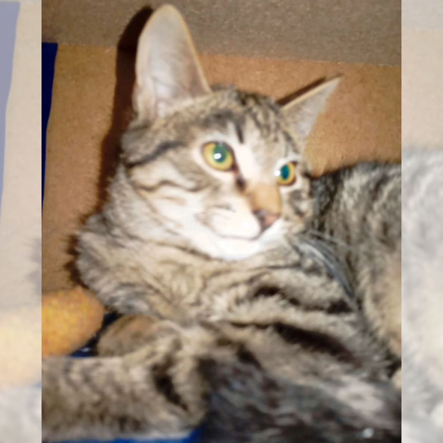 Котёнок мальчик 6 месяцев